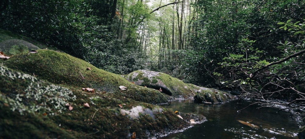 5 Reasons Why Spring Is The Best Season To Visit North Georgia