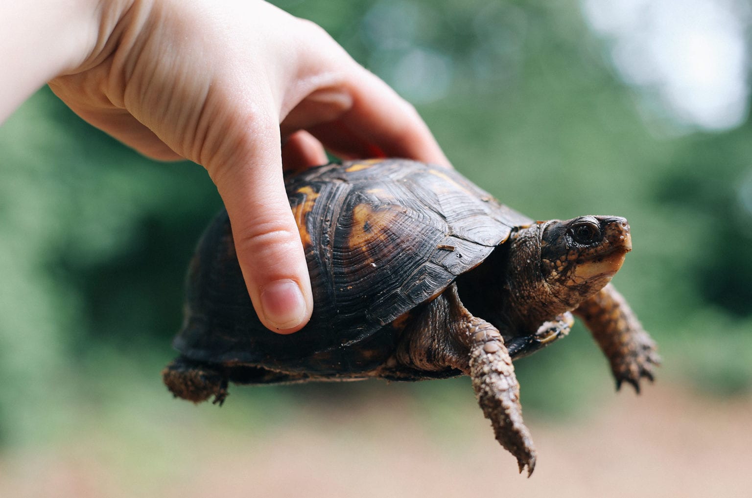 5 Reasons Why Spring Is The Best Season To Visit North Georgia