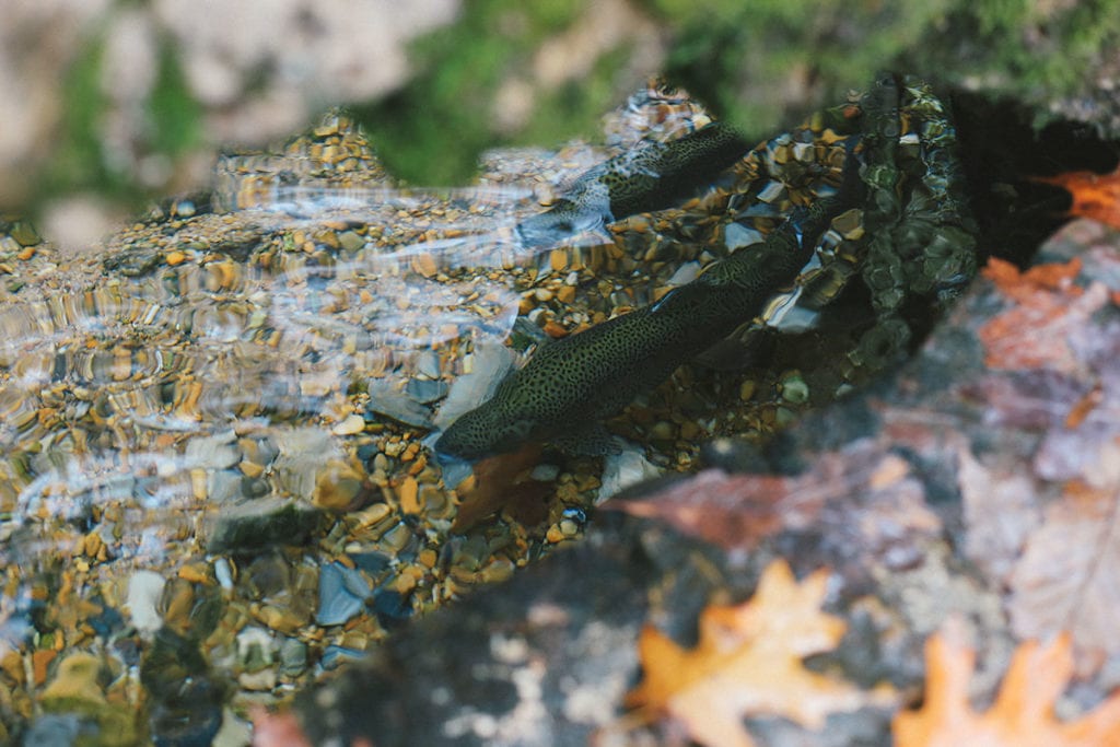Cave Spring Georgia: A Hidden Gem Off The Beaten Path