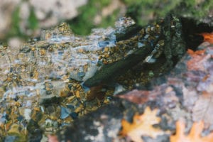 Cave Spring Georgia: A Hidden Gem Off The Beaten Path