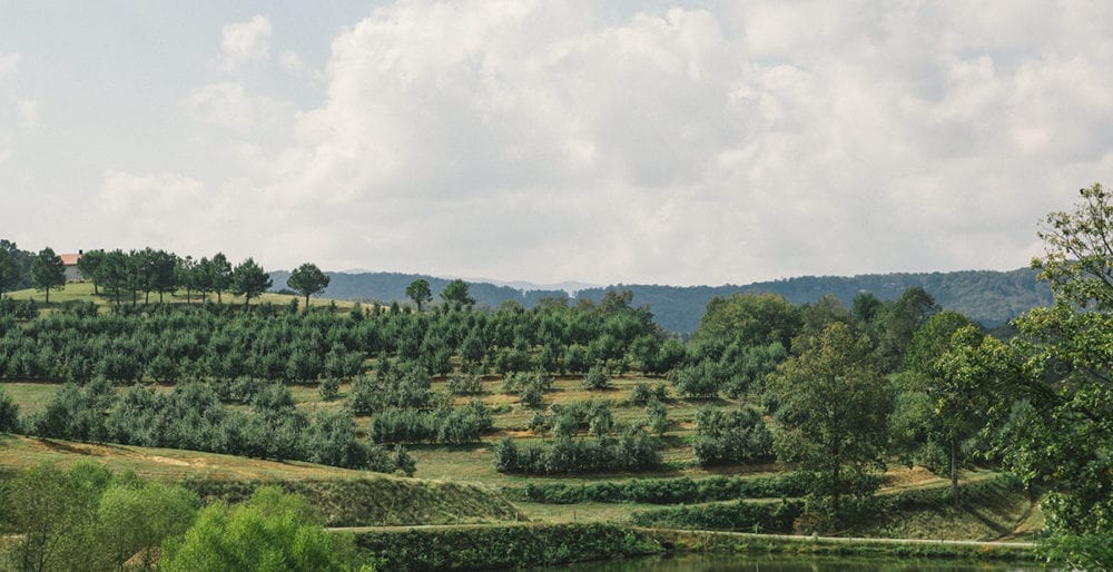 Mercier Orchards: Apples, Fun, and Nostalgia