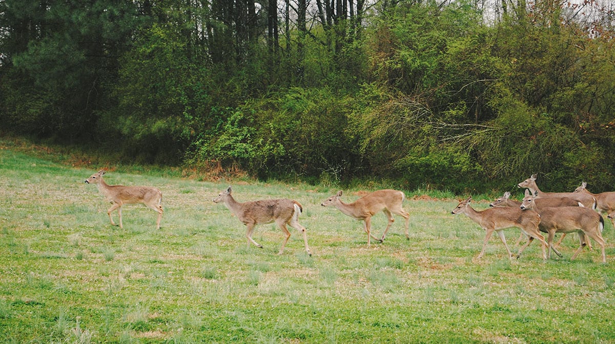 The Weekend Guide To Rome Georgia