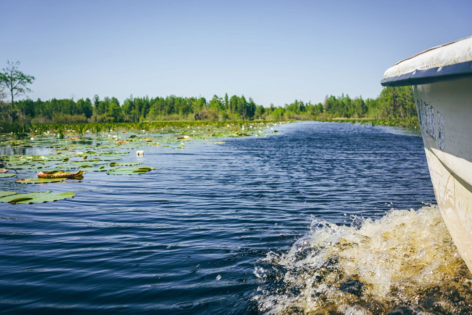 Wander South Georgia: Okefenokee Swamp