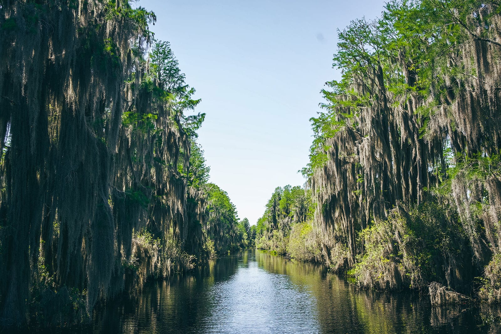 Wander South Georgia: Okefenokee Swamp