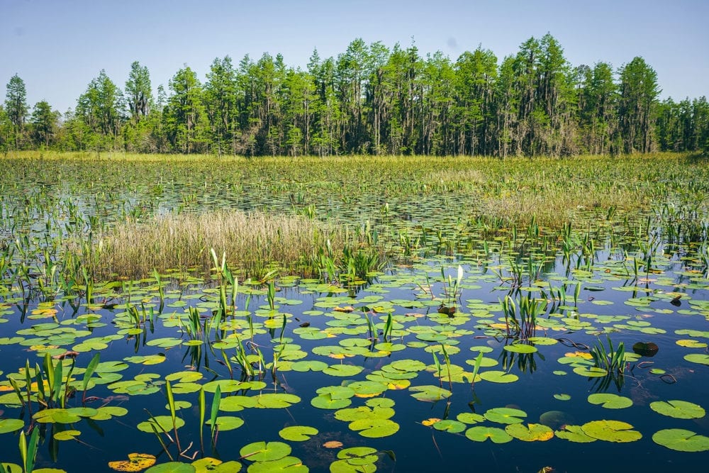 Wander South Georgia: Okefenokee Swamp