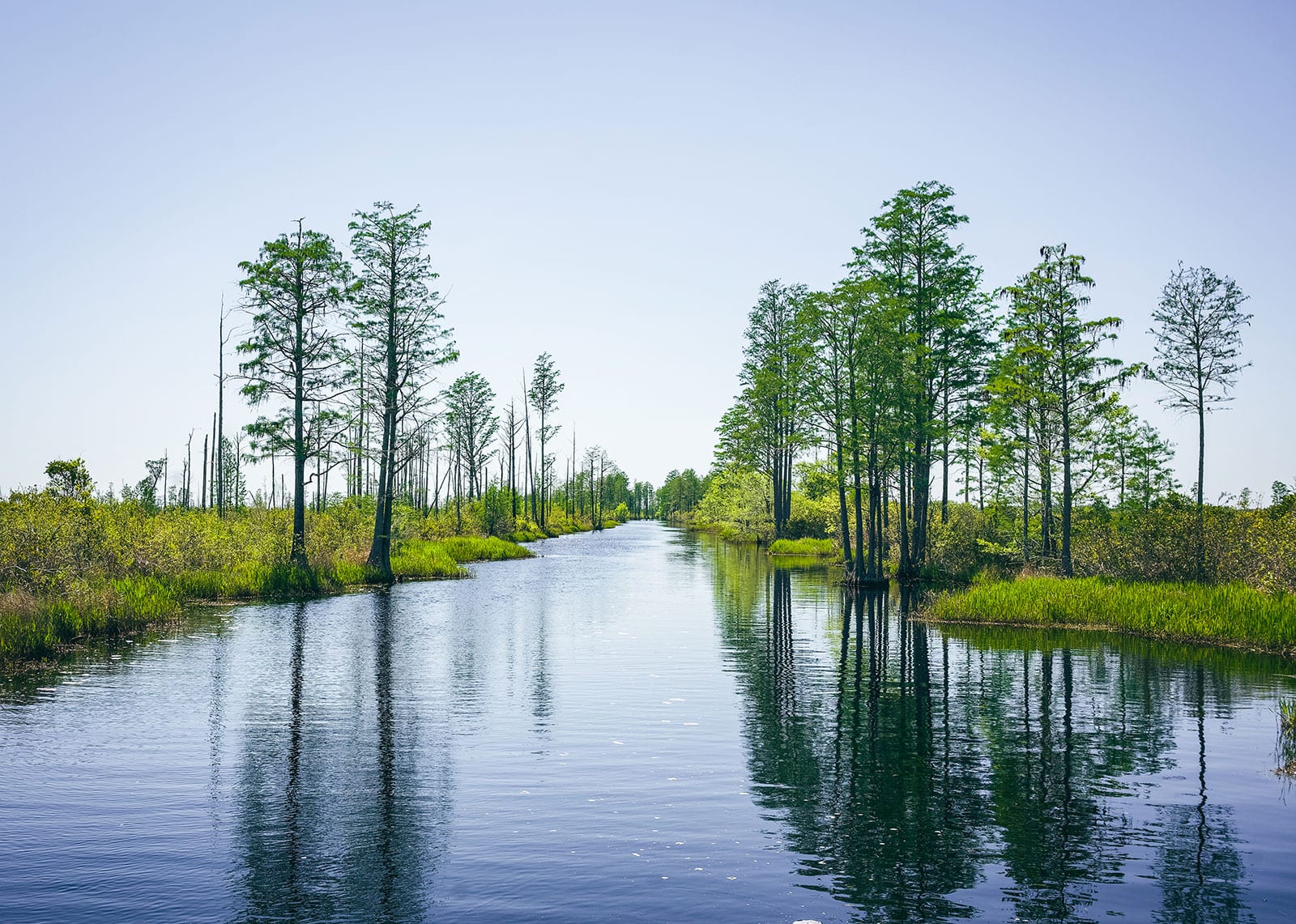 Wander South Georgia: Okefenokee Swamp