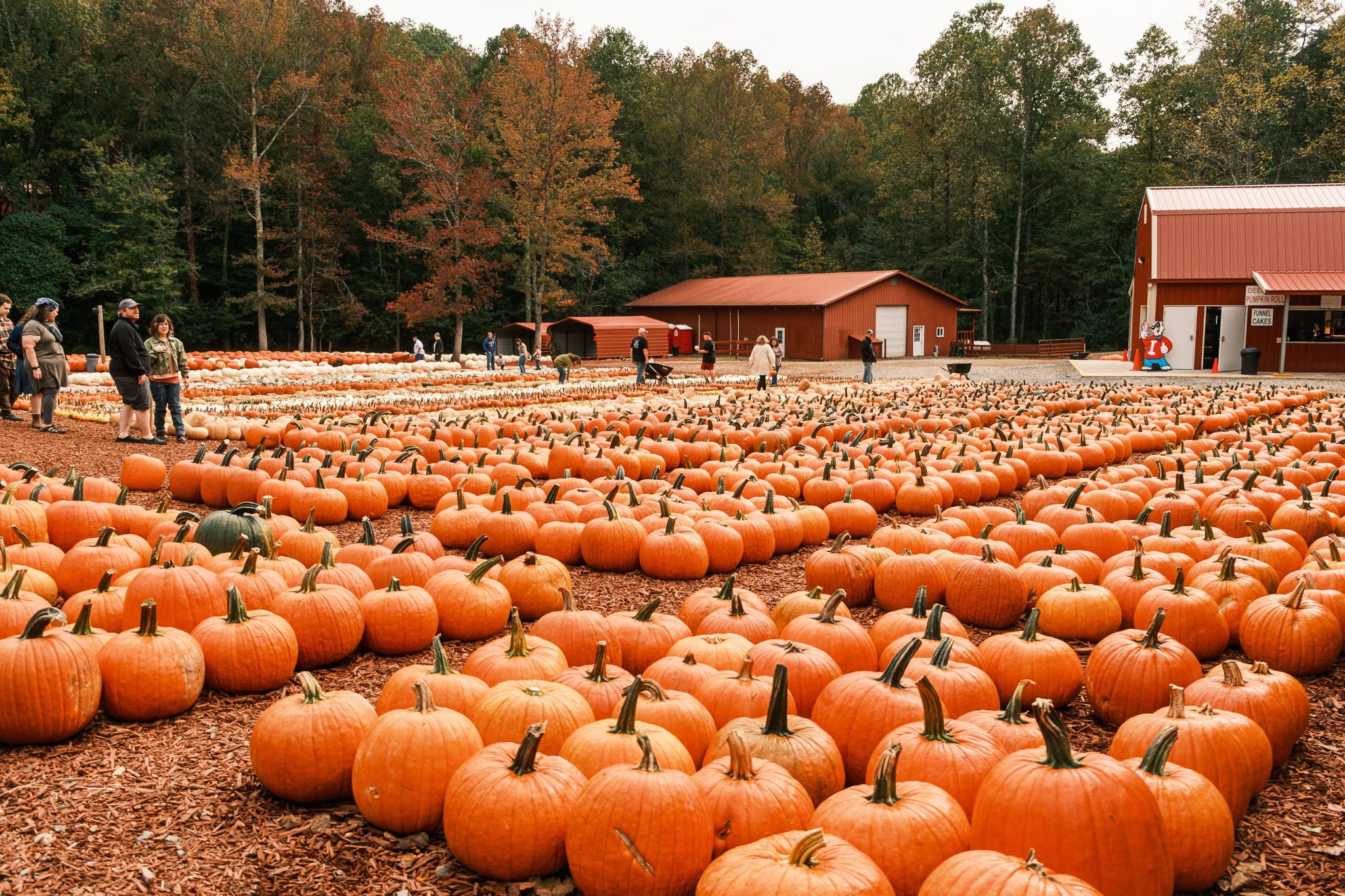 A North Georgia Family Tradition: Burt's Pumpkin Farm