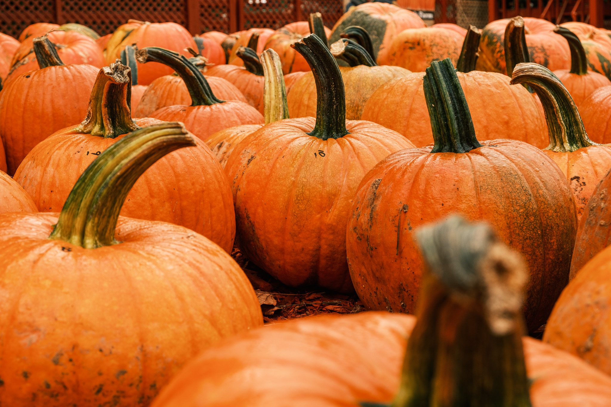 A North Georgia Family Tradition: Burt's Pumpkin Farm