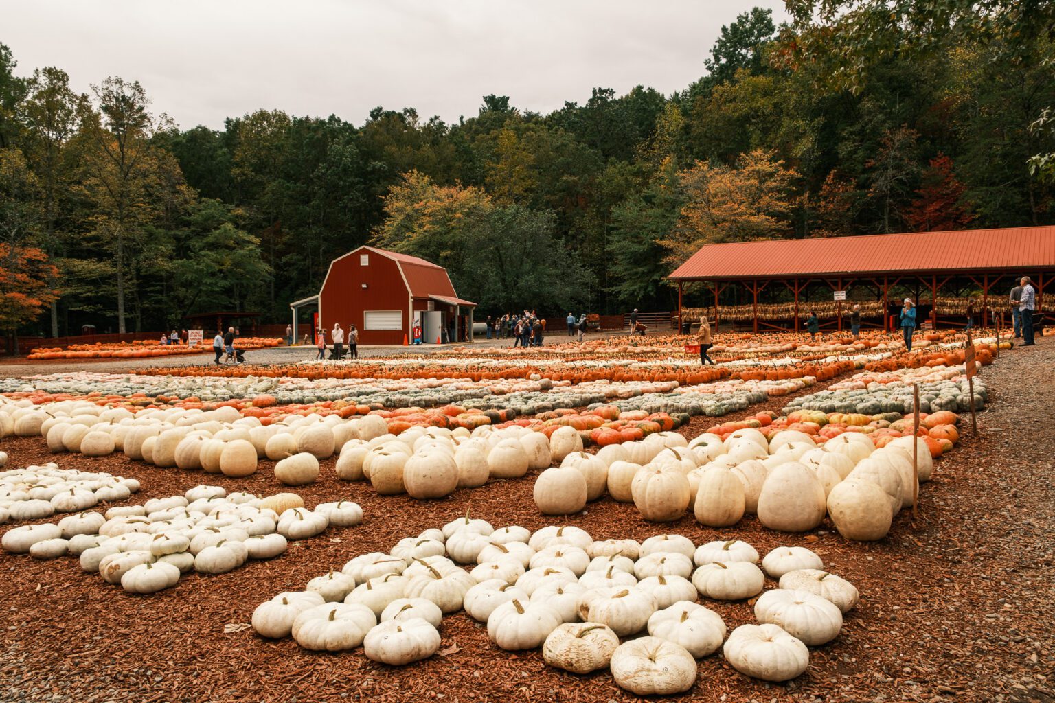 A North Georgia Family Tradition: Burt's Pumpkin Farm